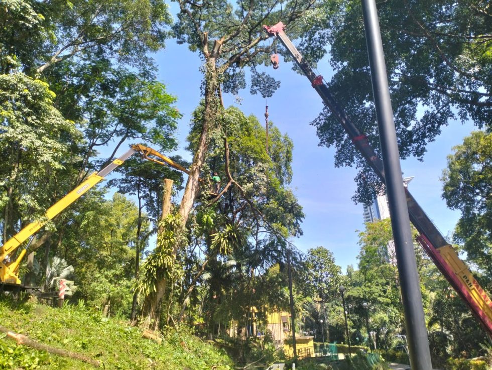 Tree Trimming | Tree cutting services
